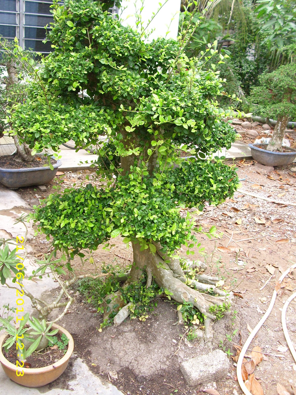 Pokok Bonsai: Pokok Kesinai