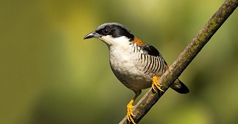 Birding in Sikkim (South and West) and North Bengal ~ Happy's Click