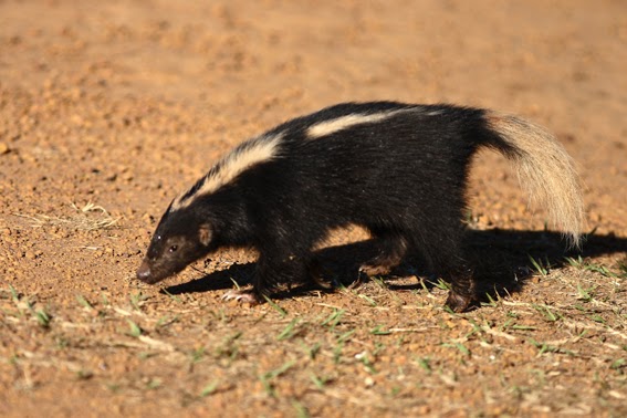ECOSISTEMAS DE COSTA RICA: REFUGIO NACIONAL MIXTO DE VIDA SILVESTRE ...