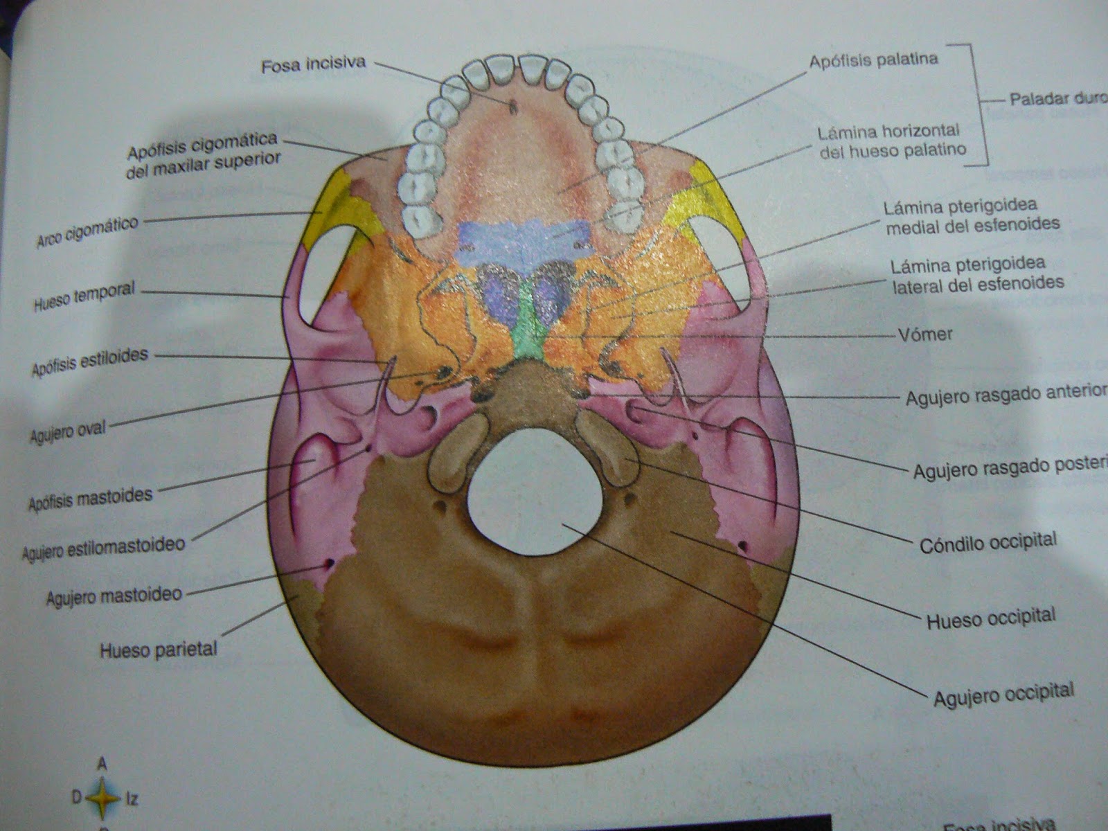 Conociendo El Cuerpo Humano: Osteología