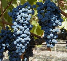 Pengaruh GA3 Pada Buah Anggur Bali (Alphonso Lavallee)