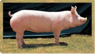 The American Cowboy Chronicles: Pig Conformation: It's Not Rosie O ...