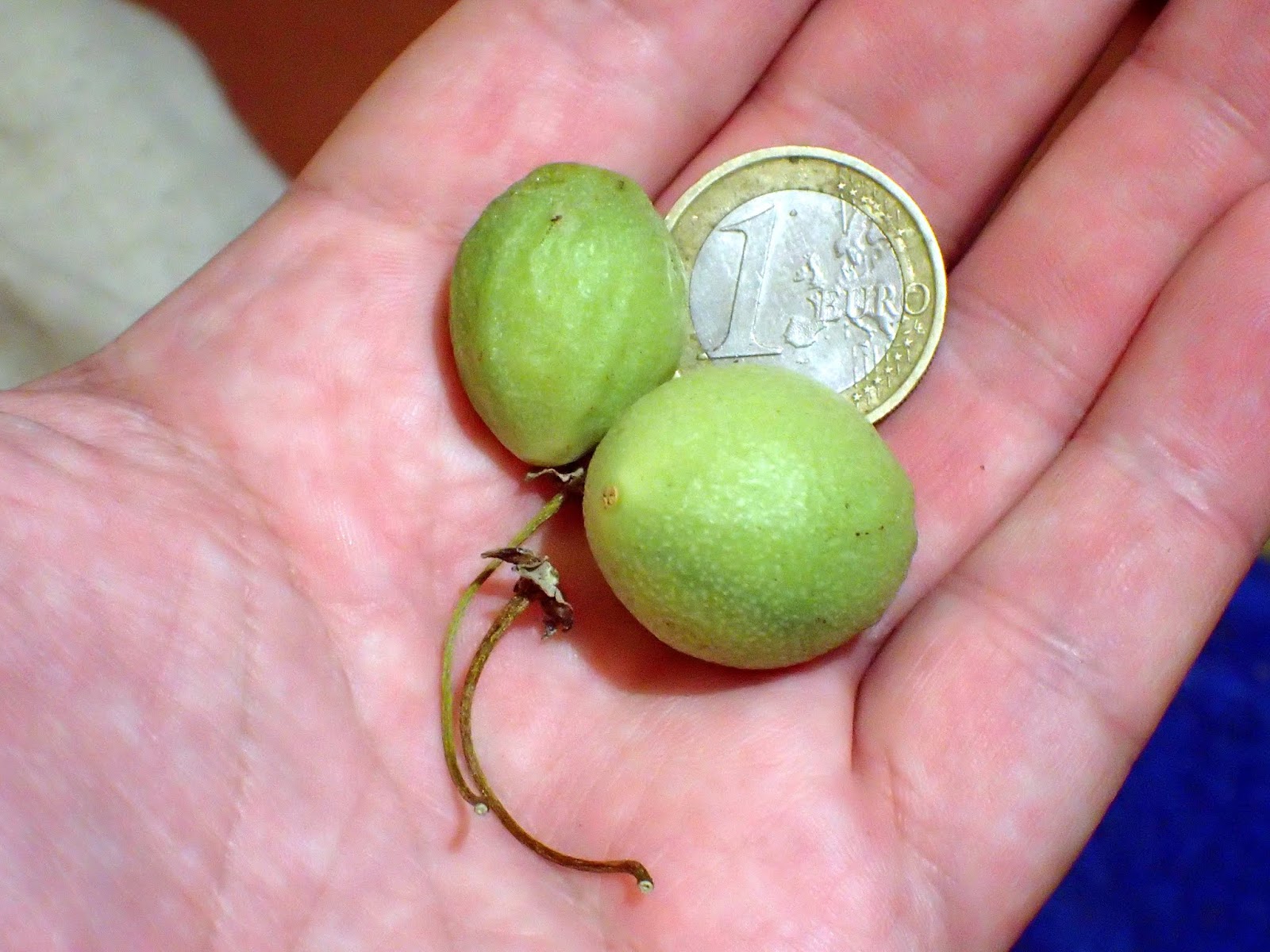 Scirpidiella's Plants: Hybrid of Hardy Tamarillo’s (Cyphomandra ...