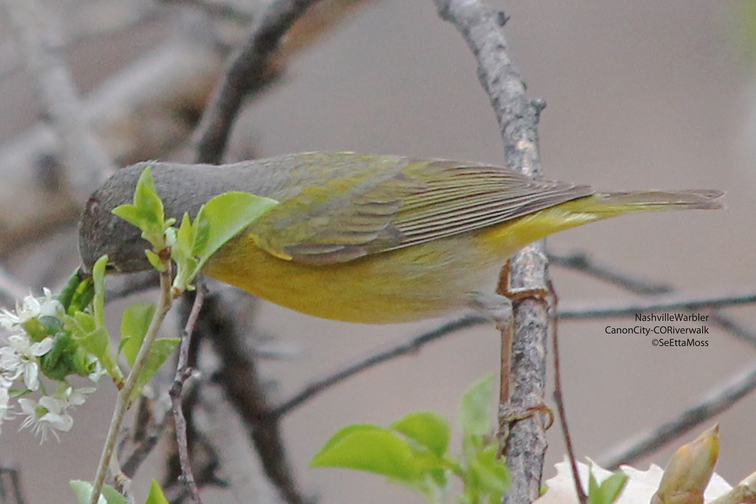 Pretty Nashville Warblers