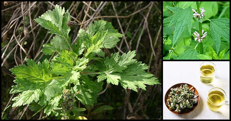 Motherwort (Damong Maria): A Key To Keep Our Heart Healthy | Dr Farrah MD