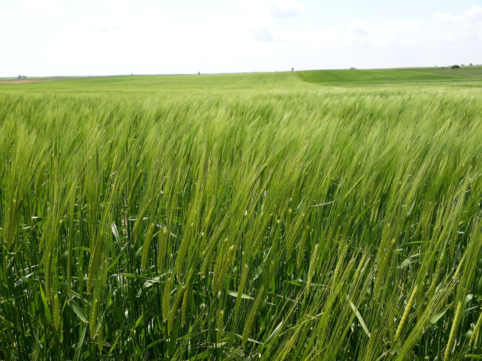 Forrajes ecológicos : ÉPOCA DE RECOGER EL FORRAJE ECOLÓGICO