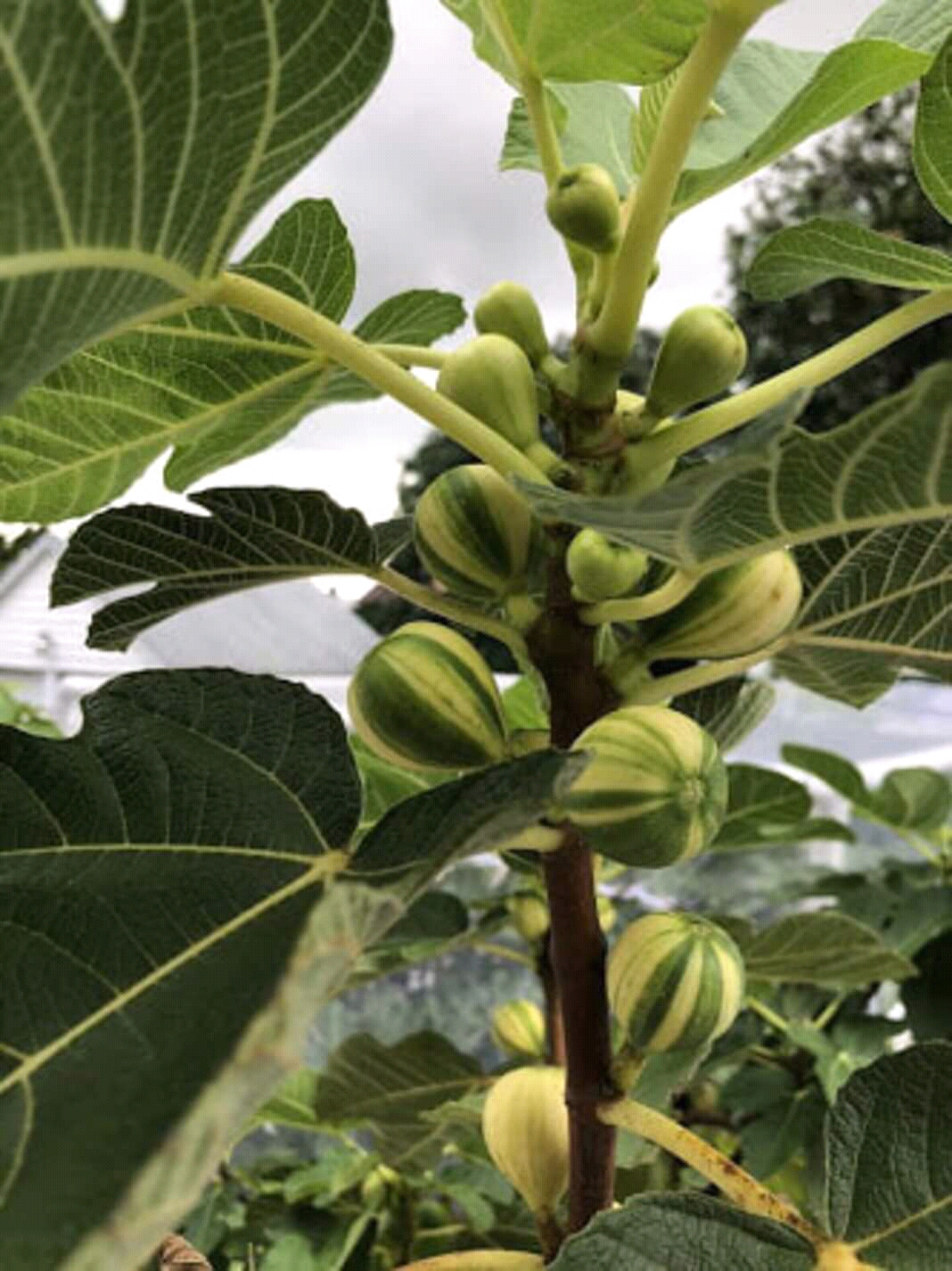 Rigato Popone Fig - Var Tin