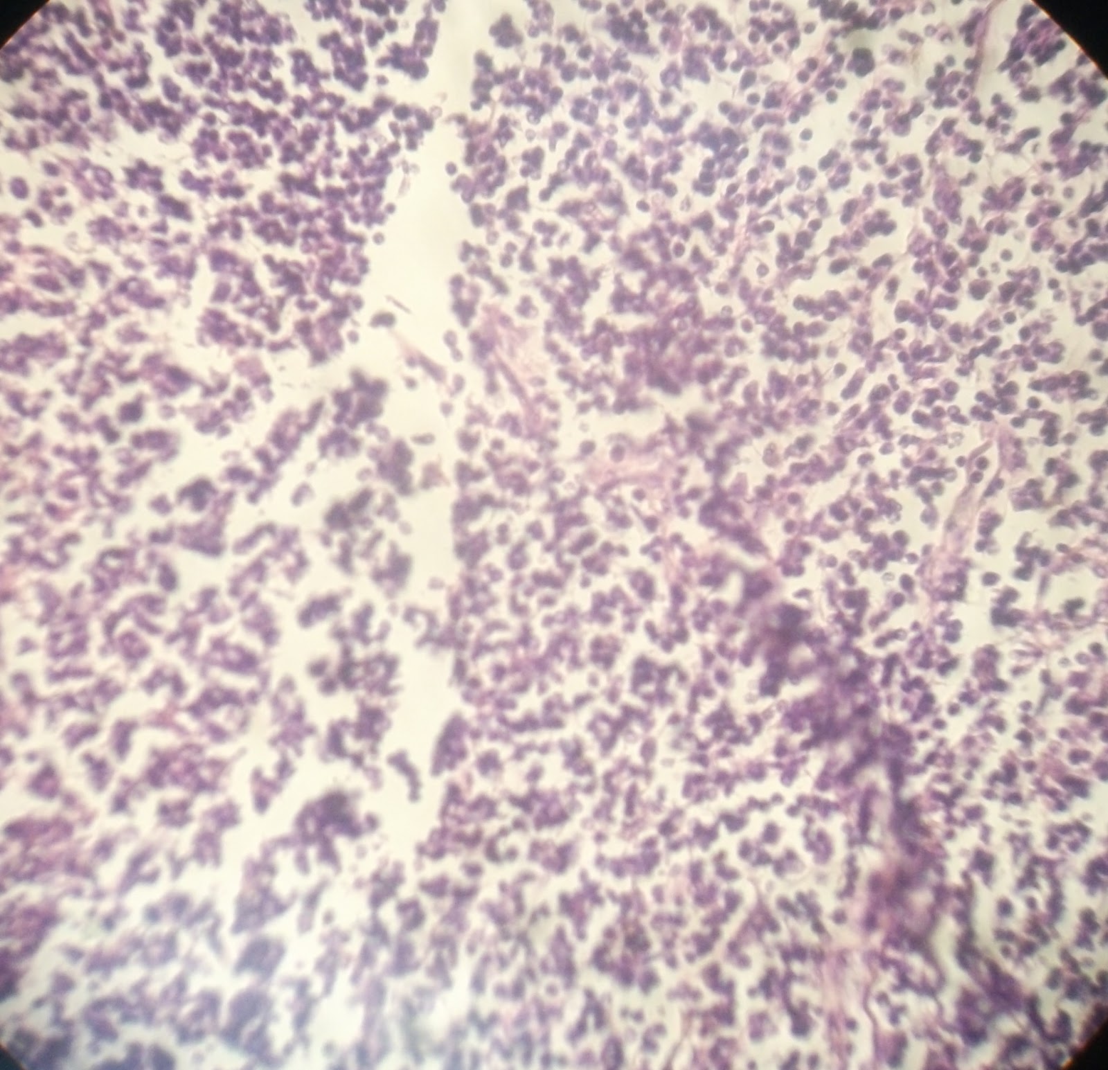 Histologia