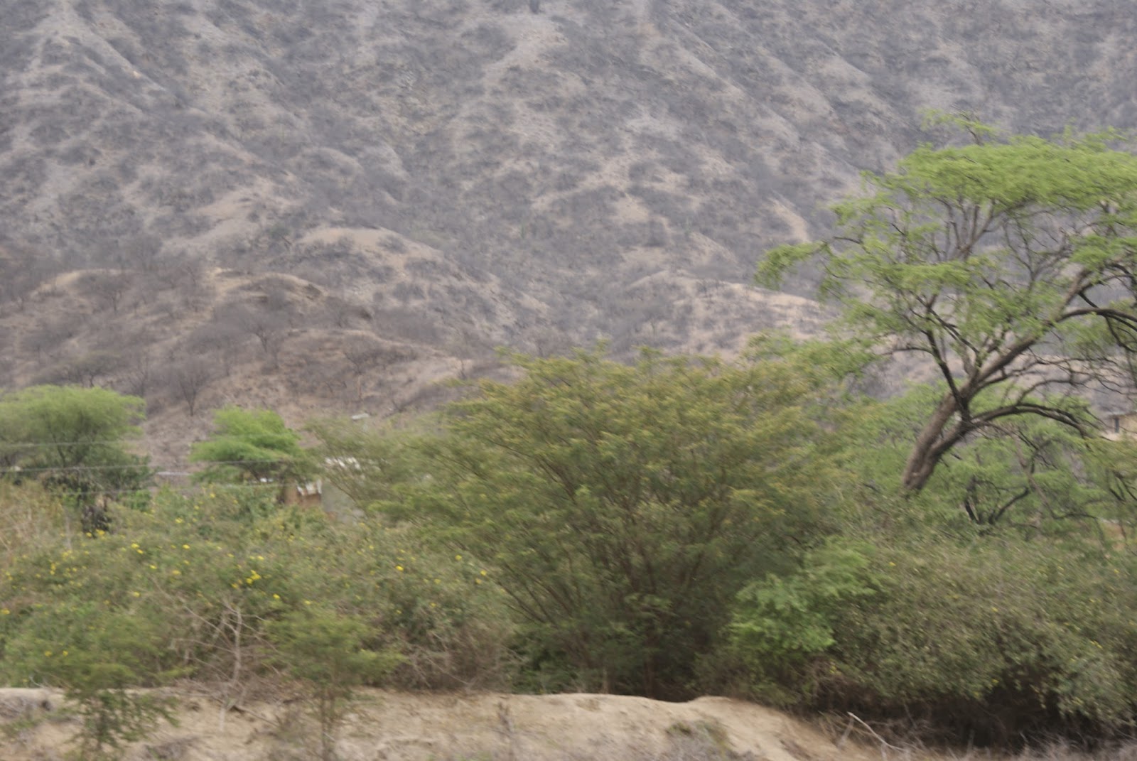 RED LIBRE: IMÁGENES,PLANOS,MAPAS,PAISAJES: FLORA Y ALGO DE FAUNA DE ...