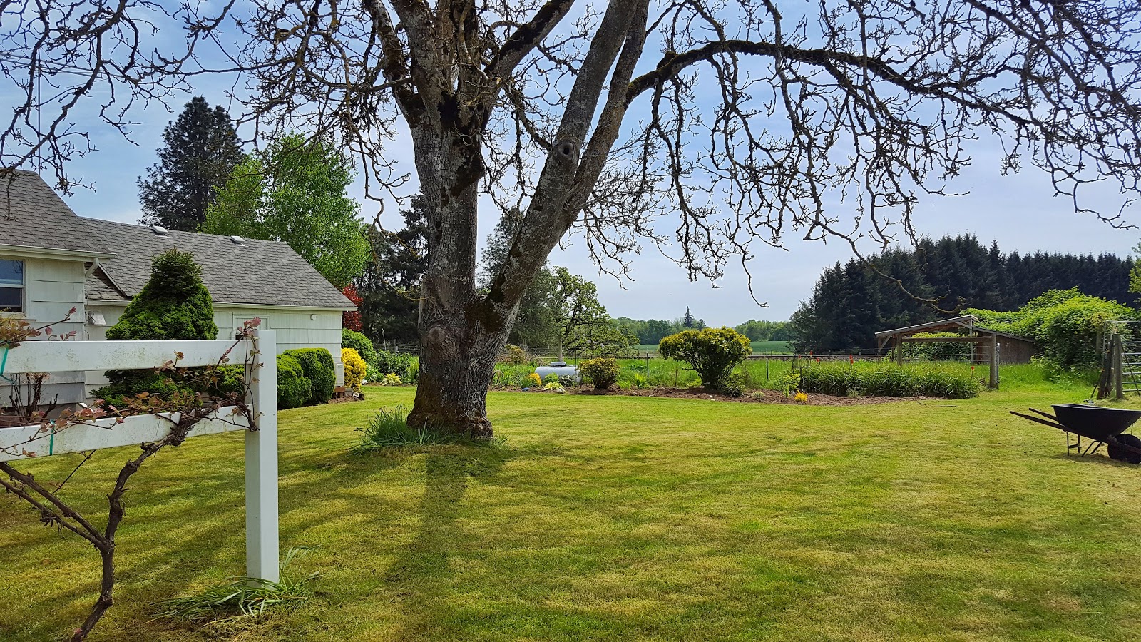 Rindy Mae: Conifer Corner and The Field Of Dreams