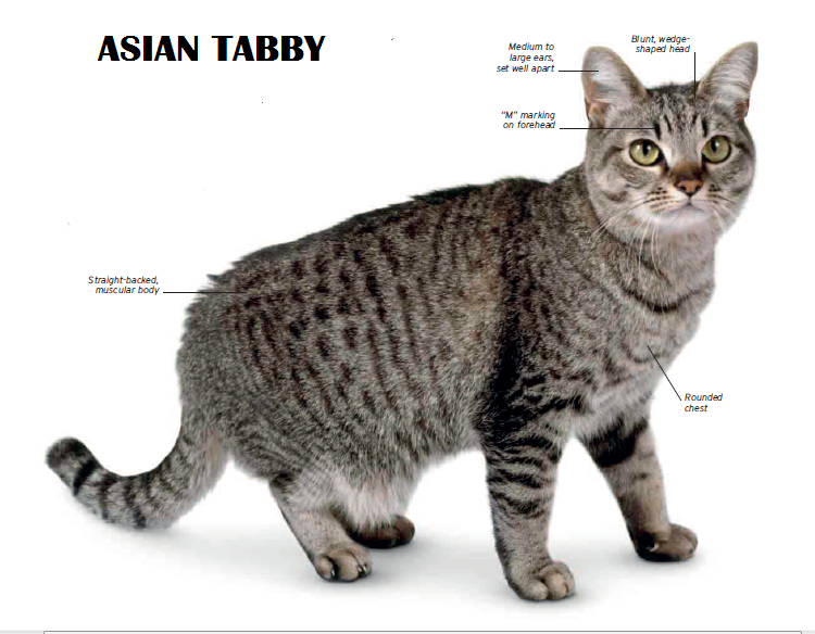 83 Jenis Baka Kucing (Bulu Pendek) yang Ada Di Dunia - Comel-Comel ...