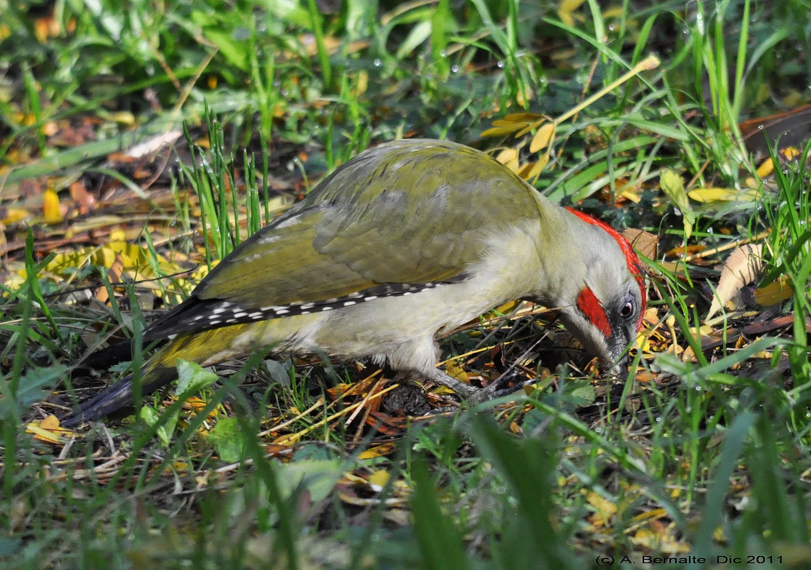 Las Aves Del Retiro Sin Ir Más Lejos Pito Real Ii
