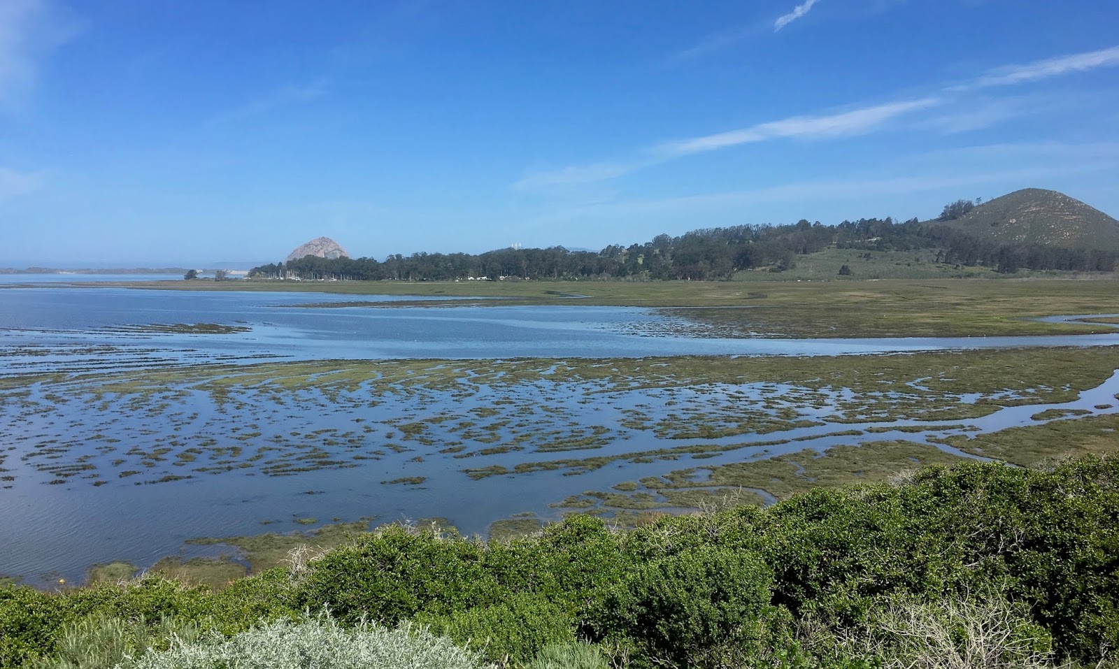 BIRDING THE CENTRAL COAST: Morro Bay Estuary - Return of the Winter Birds