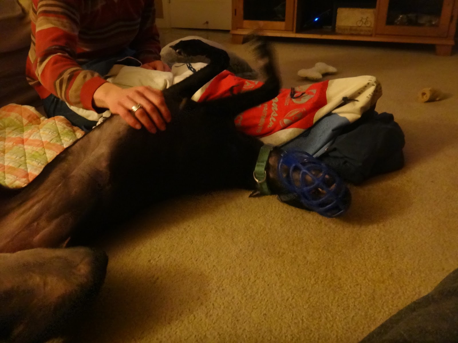 Northern Lights Greyhound Adoption Dog Blog: NLGA Photo Roundup ...