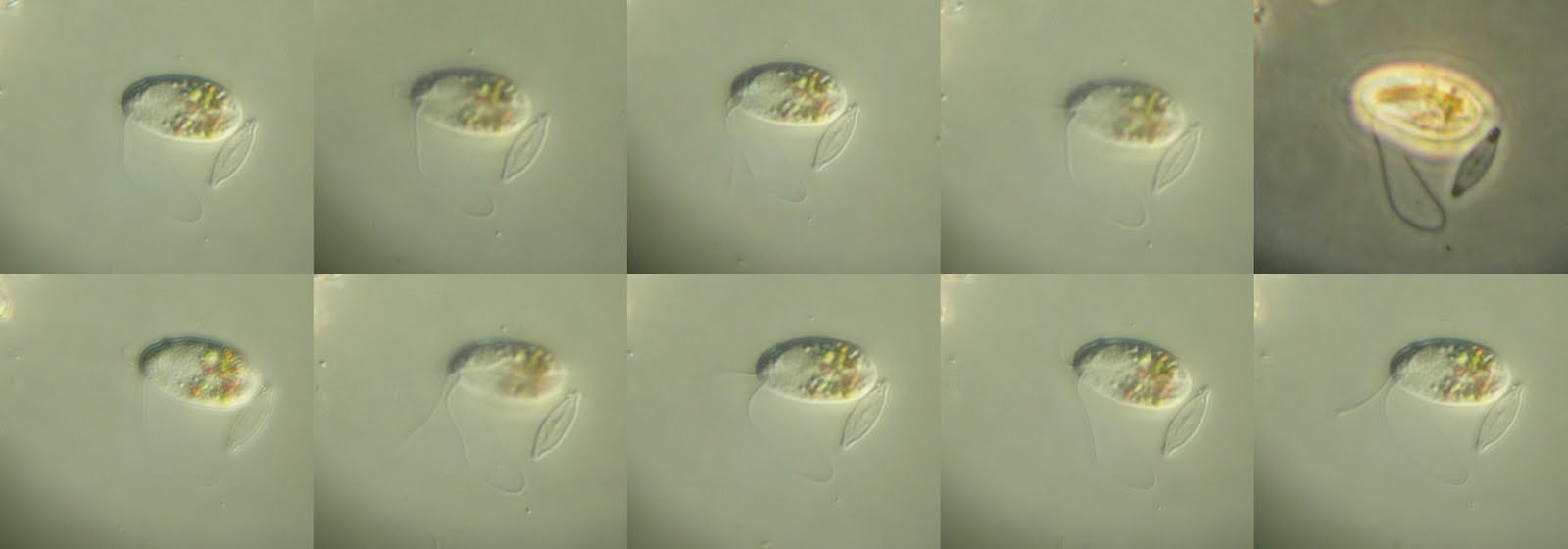 Skeptic Wonder: Marine Microforay – foram and a thecofilosean party