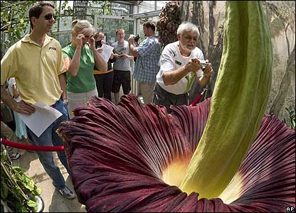 World's Largest Flower "Titan Arum" Blossom in Switzerland ~ Whatz More