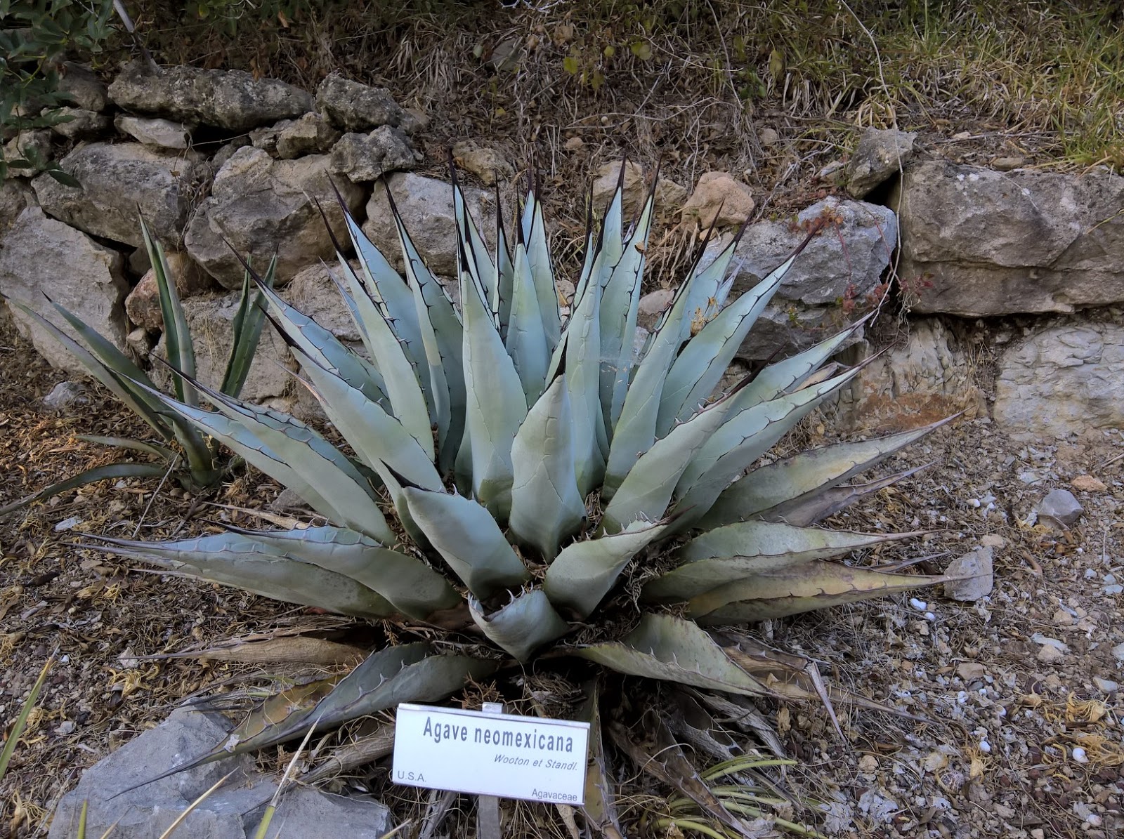 Agave : Come Riconoscere le Diverse Specie - Con Foto e Descrizione ...