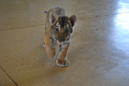 Redefining "Normal": Playing with a Tiger