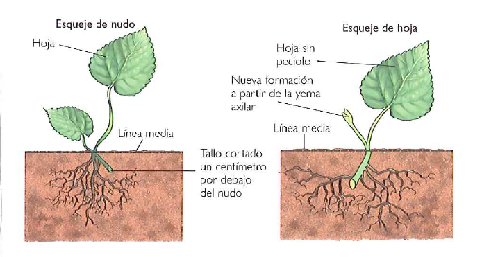 La reproduccion asexual