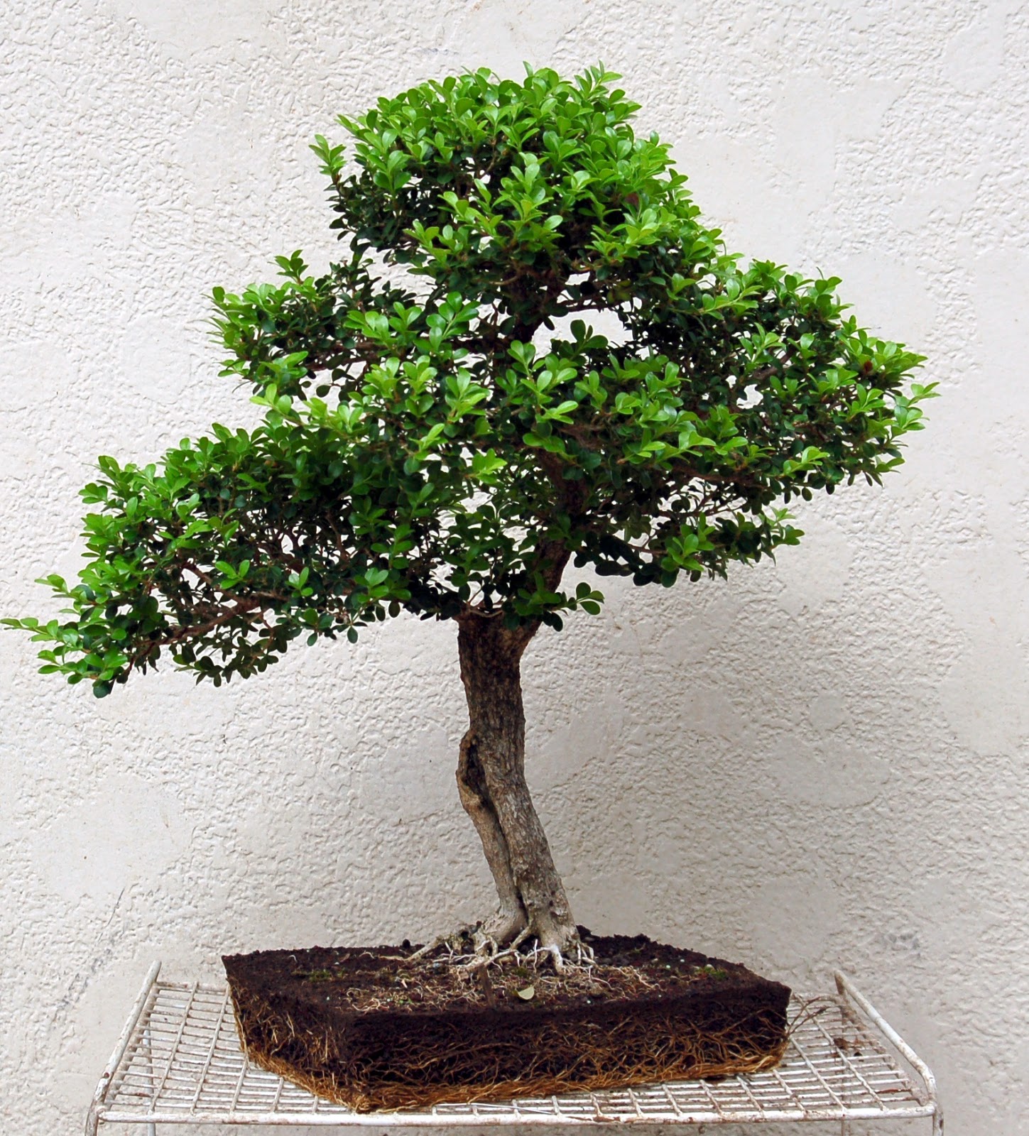 Heart of Texas Bonsai: Japanese Boxwood #3 - the Cemetary Boxwood
