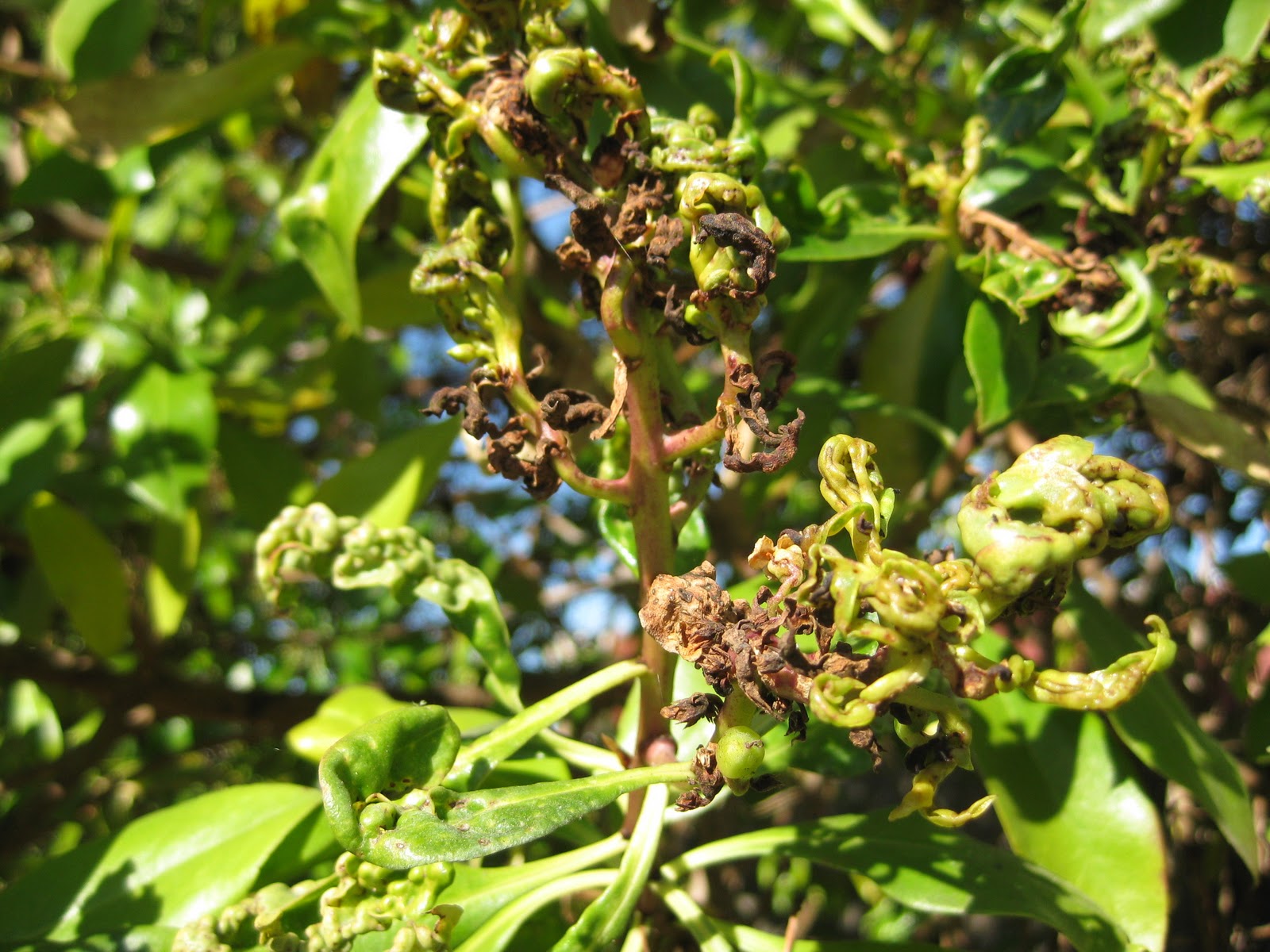 Trees of Santa Cruz County: Myoporum laetum - Myoporum