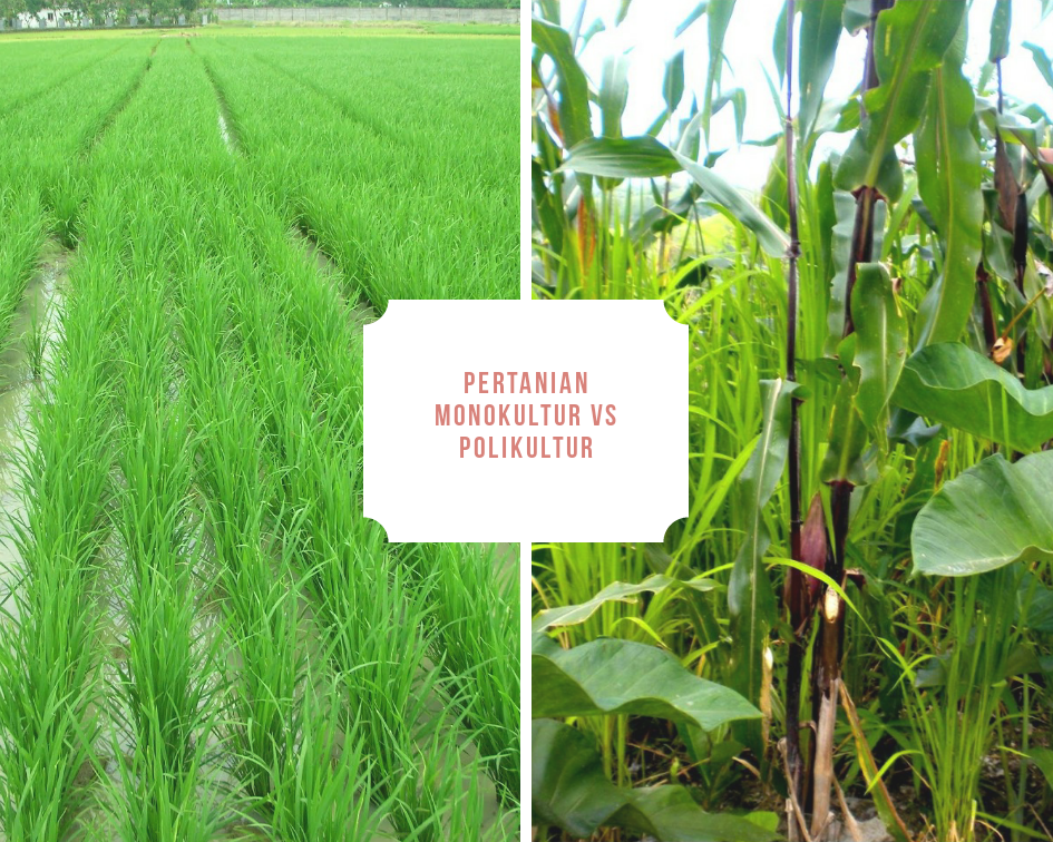 Majalah Pro:aktif: [OPINI] MAKANAN DAN POLITIK: BAGAIMANA HUBUNGAN ...