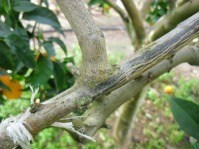 El huerto del Lopez: INJERTO DE LIMON EN NARANJO