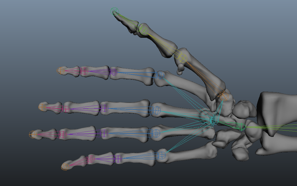 Anatamation: where Anatomy meets Animation: Types of Hand Rigs
