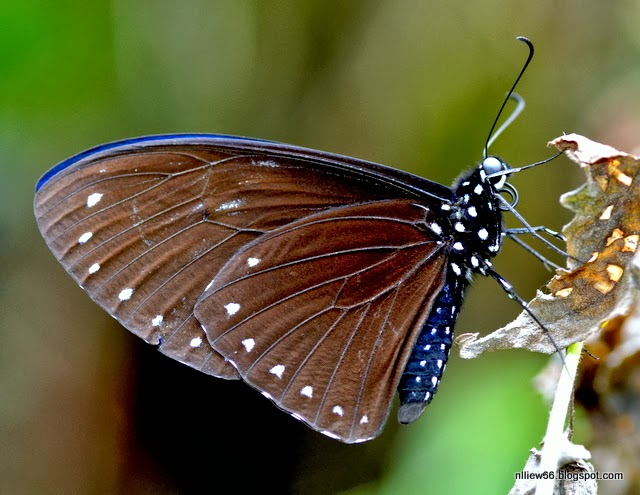 The Forested Path (and Beyond): BUTTERFLIES of RAUB: The Great Blue ...