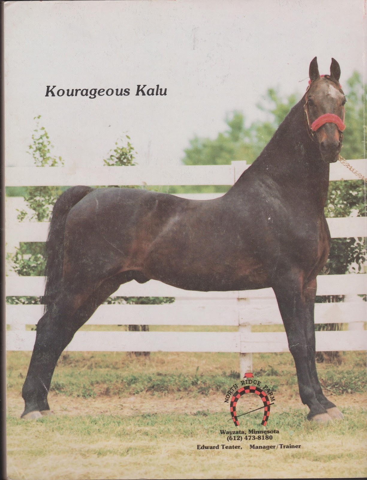 The American Saddlebred: 4/23/16 Kourgeous Kalu
