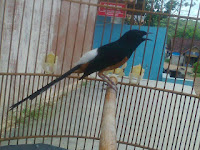 CARA MEMBUAT MURAI BATU JADI GACOR