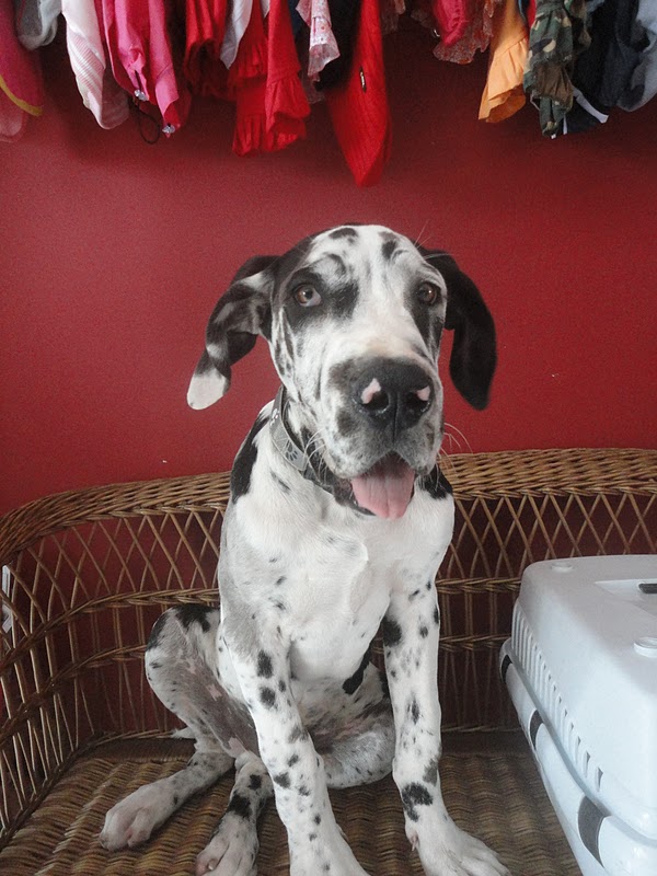 BANHOS E TOSQUIAS VETZARCO: SCOOBY,um grand danois só com 4 meses,mas ...