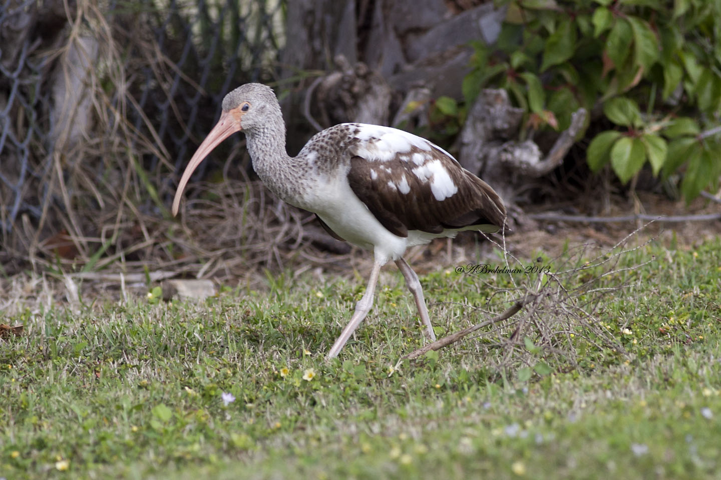 Ann Brokelman Photography: White Ibis - juvenile - Florida Jan 2013