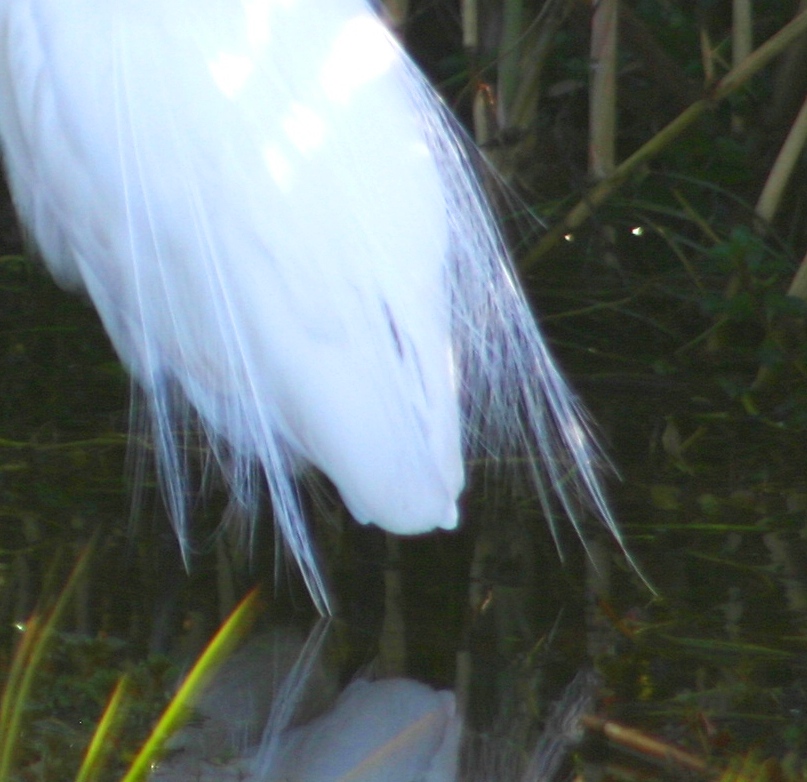 Cannundrums: Great White Egret