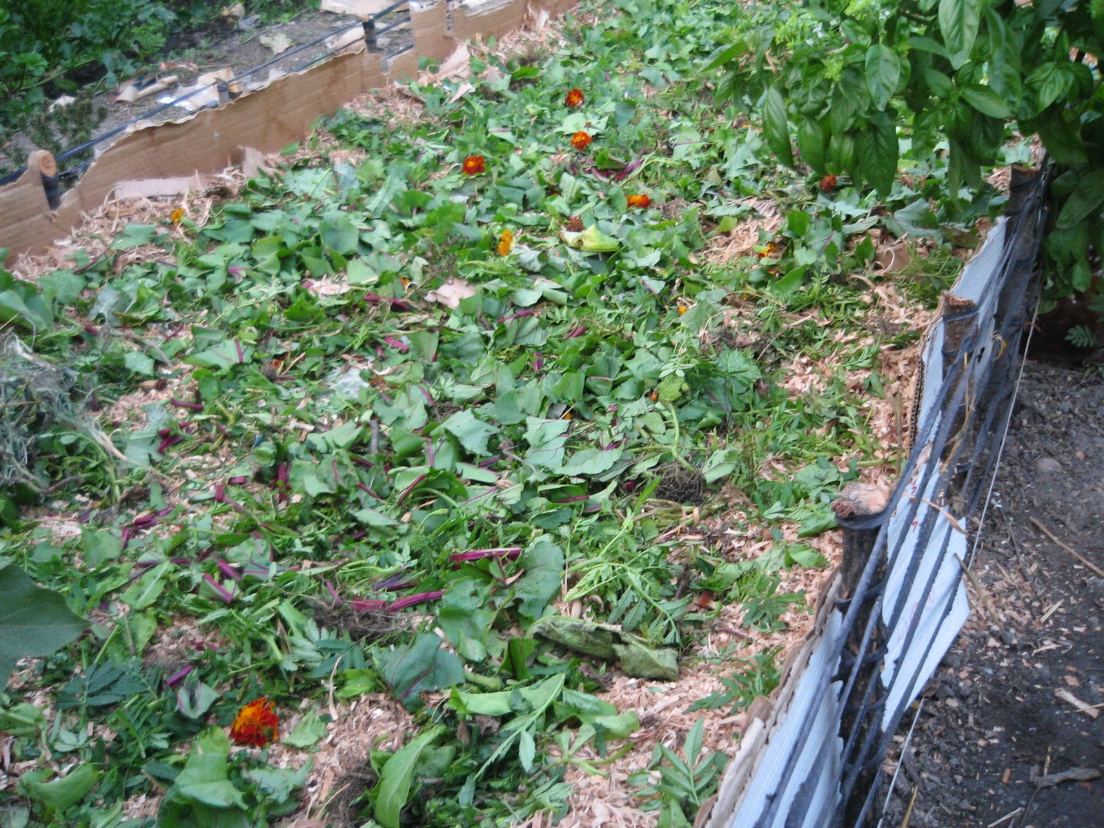 Din gradina,: Gradinarit pe strat inalt