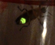 We Love Texas: Firefly