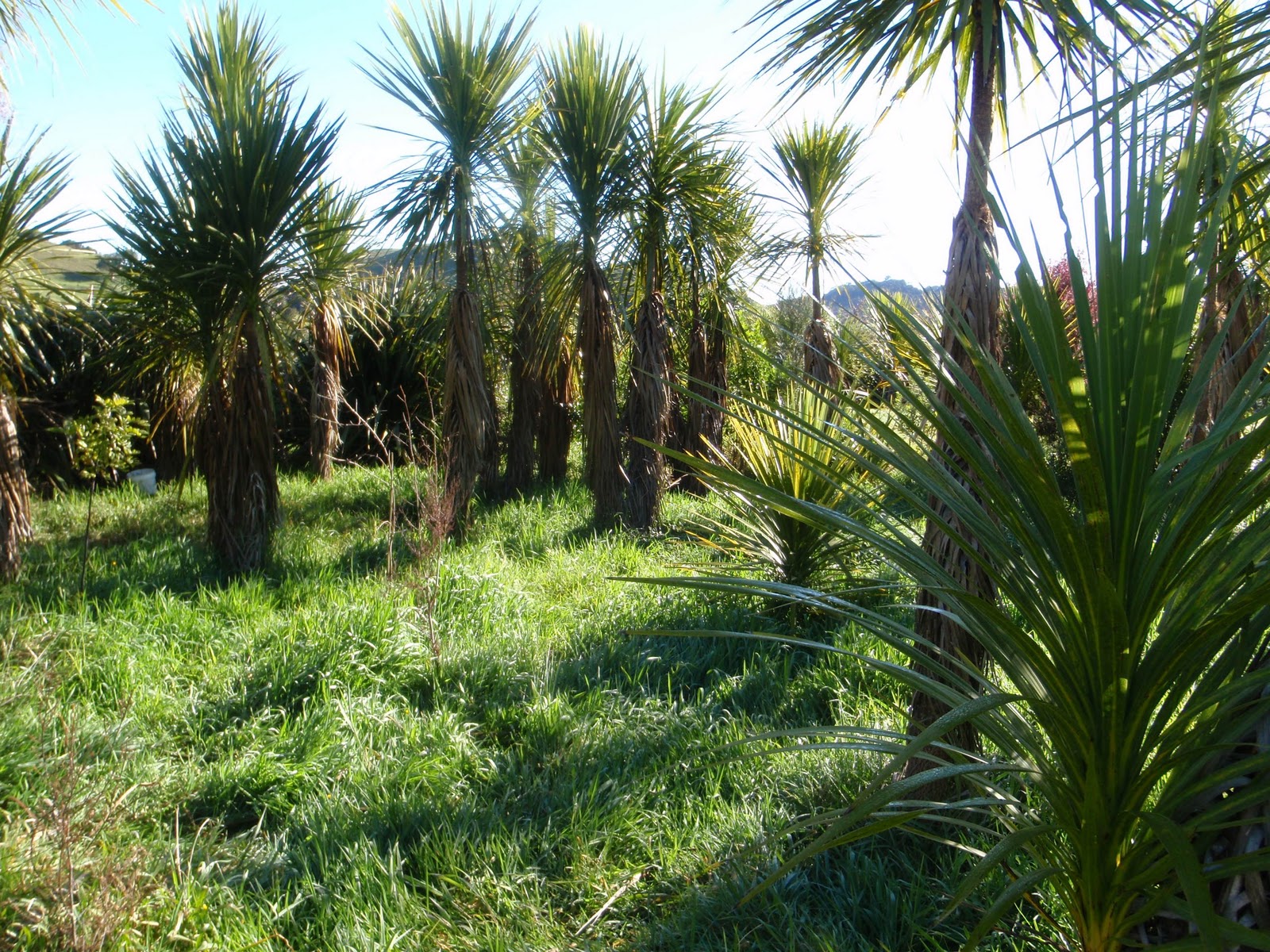 cabbage tree farm: What is a cabbage tree?
