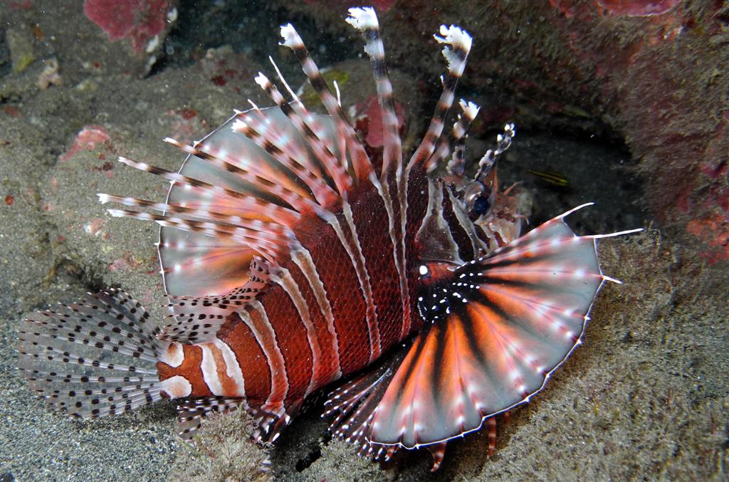 Lion Fish | The Life of Animals