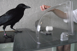 NeuroDojo: June 2011