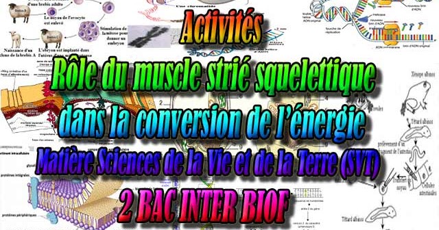 Activités Rôle du muscle strié squelettique dans la conversion de l’énergie 2 bac biof PDF