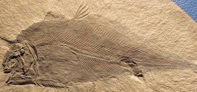 Catalogue of Organisms: Dream-fish, Coelacanths and Super-Predators ...