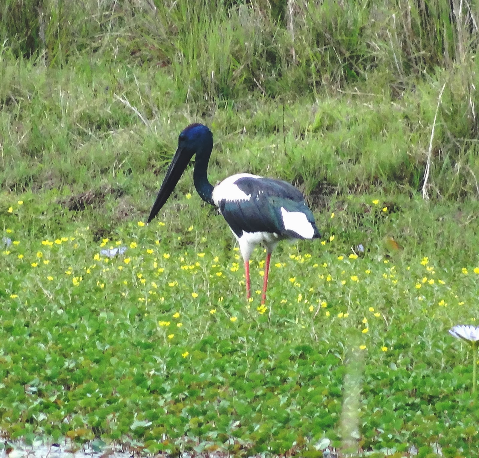sunshinecoastbirds: Marbled Frogmouth, Masked Owl, Black-tailed Native ...