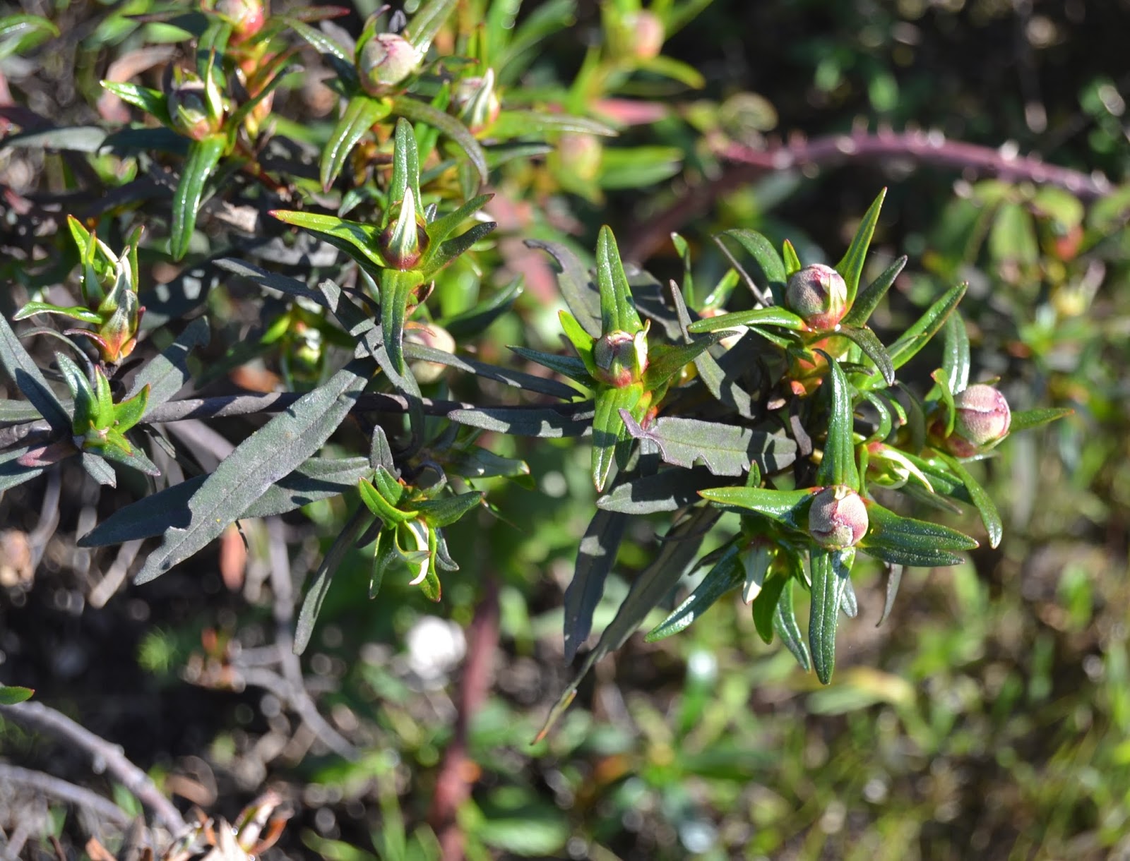 Plantas: Beleza e Diversidade: Sinais de Primavera - Plantas em flor ...