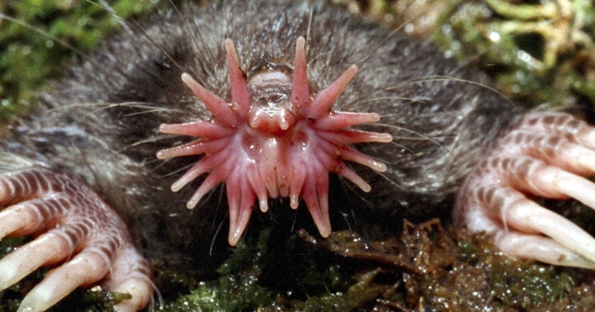 Biologie de la taupe: La taupe à nez étoilé