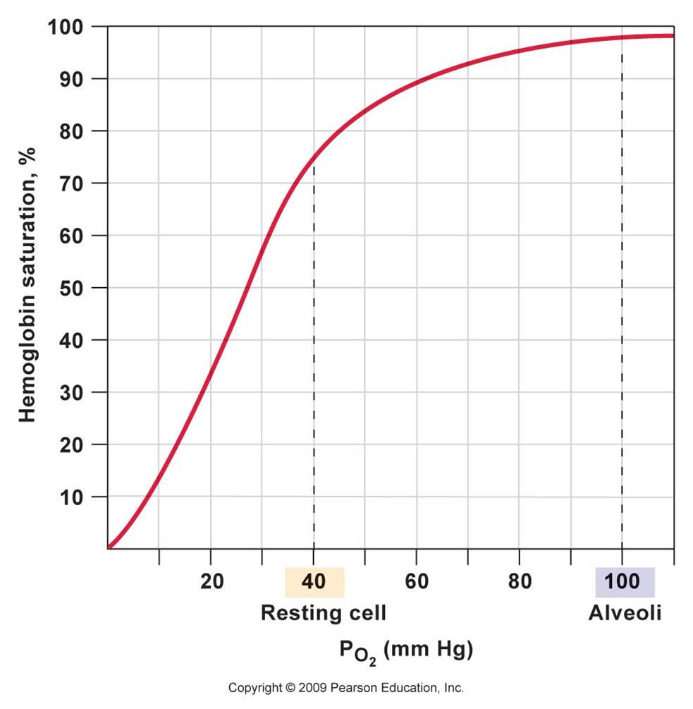 My Biomedical Notebook: Respiratory Physiology