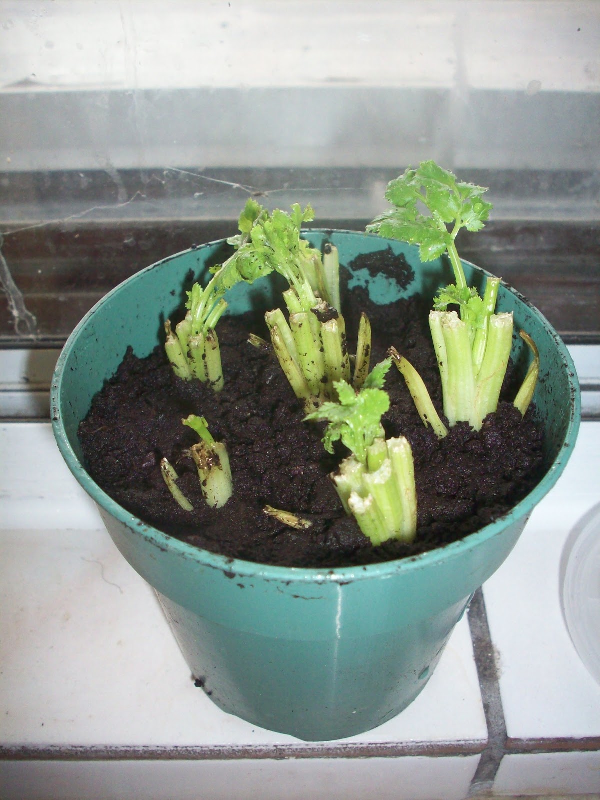 The Urban Organic Homesteading Experiment: Regrowing Store-Bought Cilantro