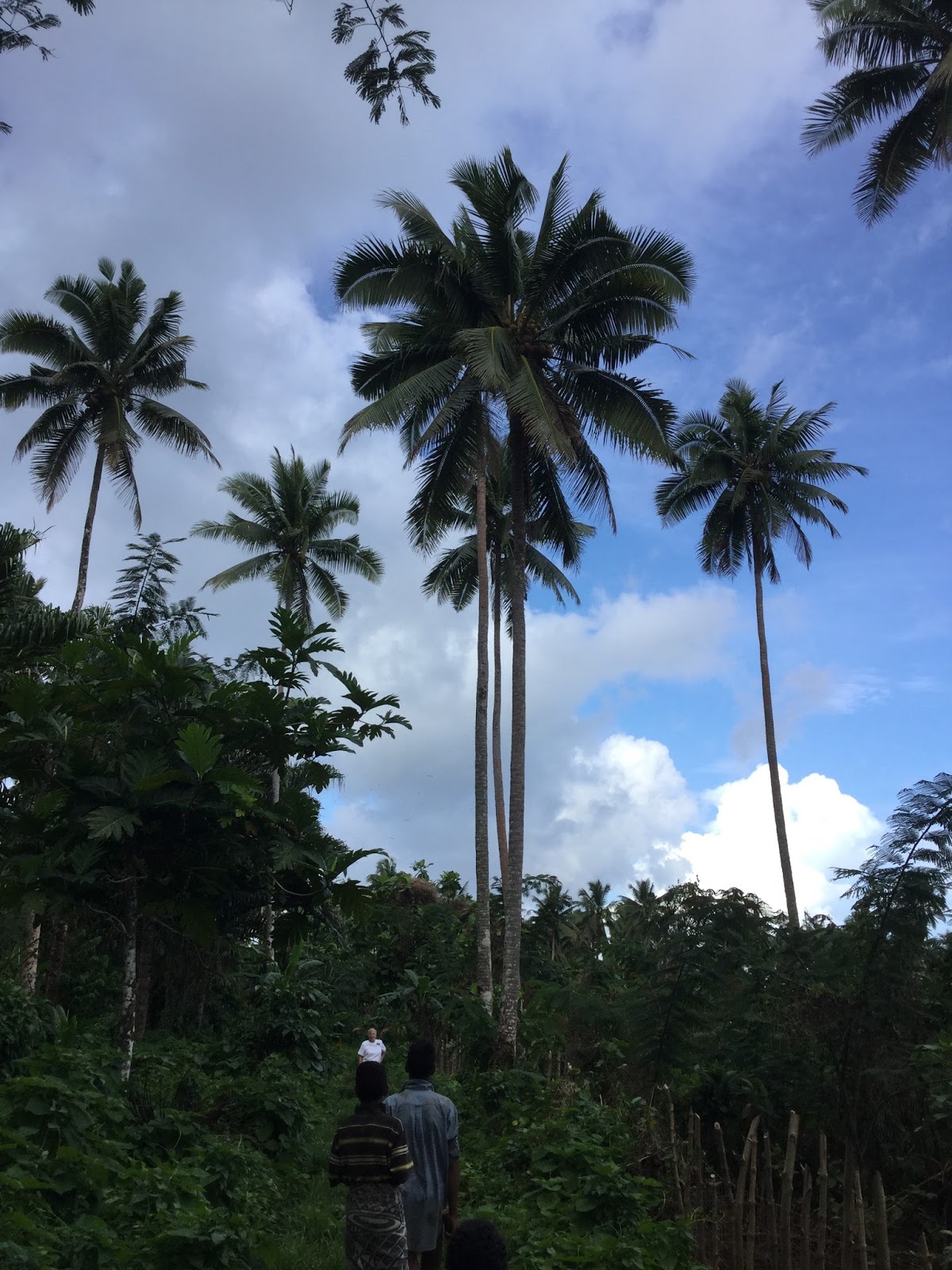 Schaefermeyers in Samoa: Climbing a Coconut Tree