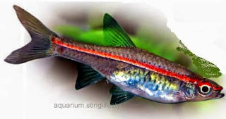CHENNAI FREE CLASSIFIEDS: Red Striped Rasbora Profile