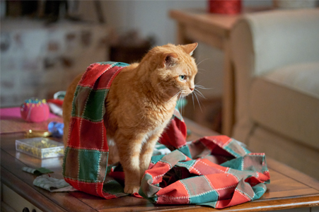 Its a Wonderful Movie - Your Guide to Family and Christmas Movies on TV ...