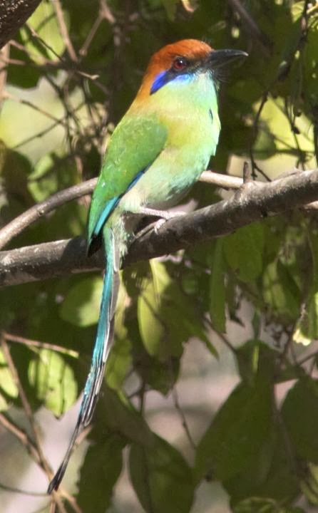 Tierra de Calaos y del Martín pescador: Momoto mexicano (Momotus mexicanus)